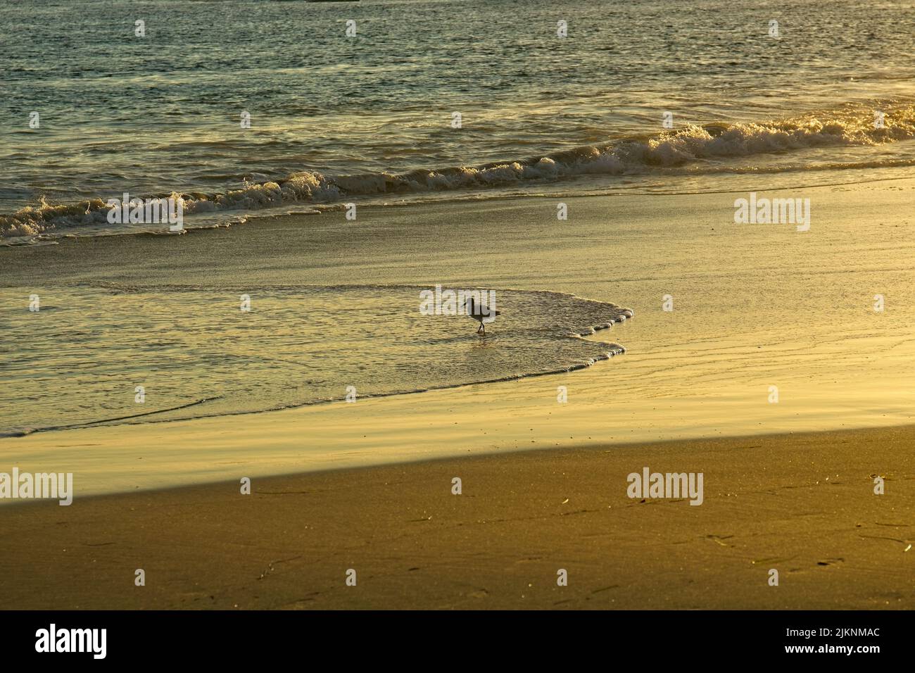 Shore bird feeding in the surf at southern California Stock Photo - Alamy