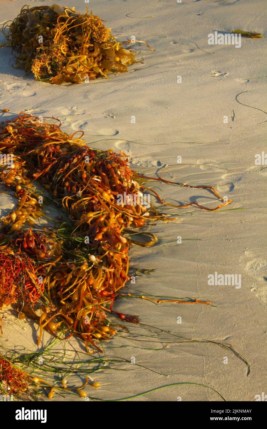 Seaweed on the Laguna Beach of southern California Stock Photo - Alamy