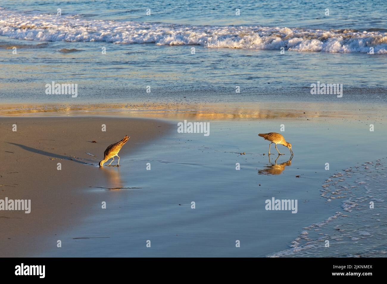 Shore birds in surf hi-res stock photography and images - Alamy
