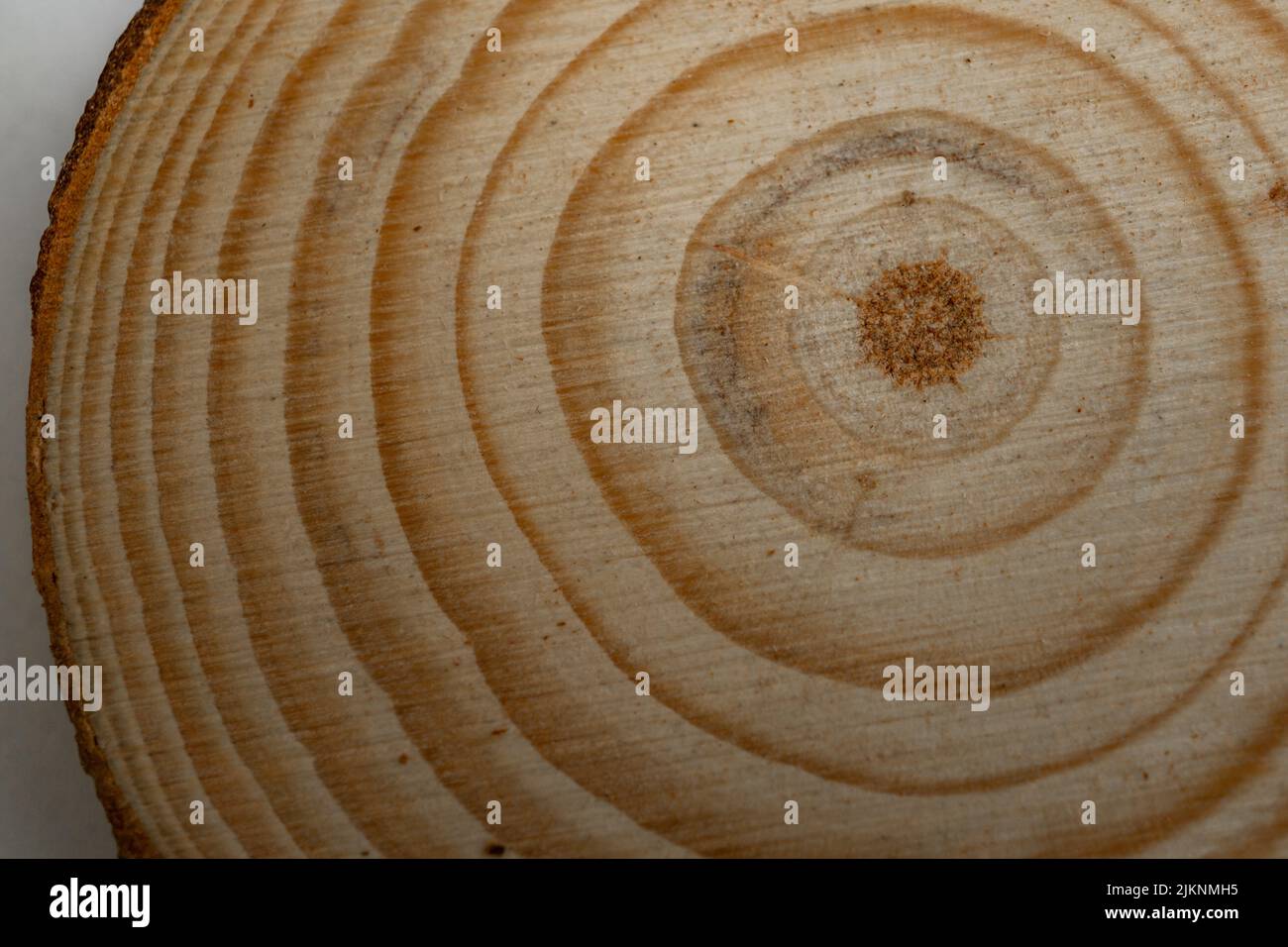 slice of tree wood with rings showing its age Stock Photo - Alamy