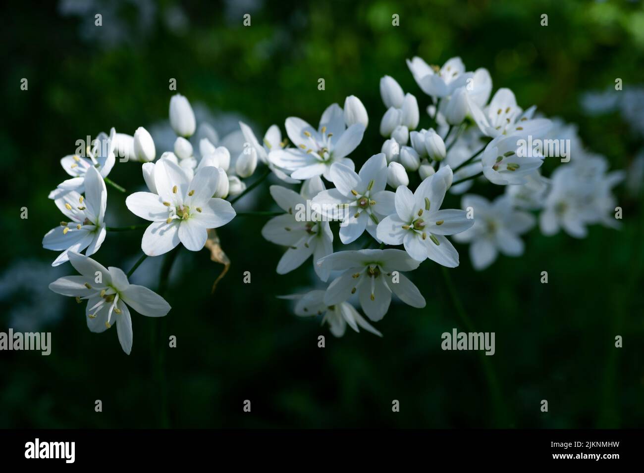 White jasmines hi-res stock photography and images - Alamy