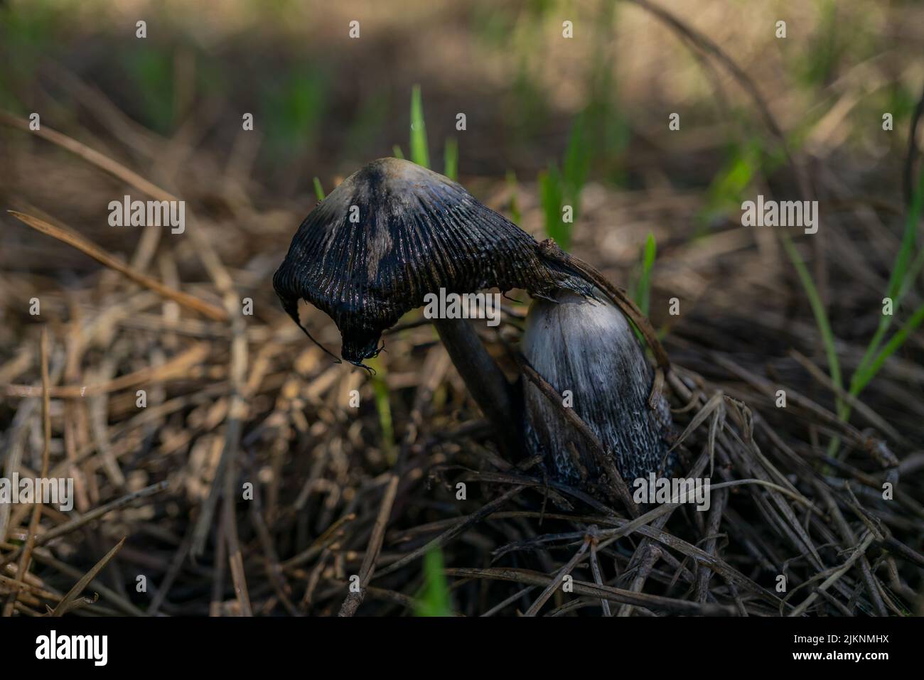 decaying old black mushroom giving life to a new mushroom Stock Photo ...