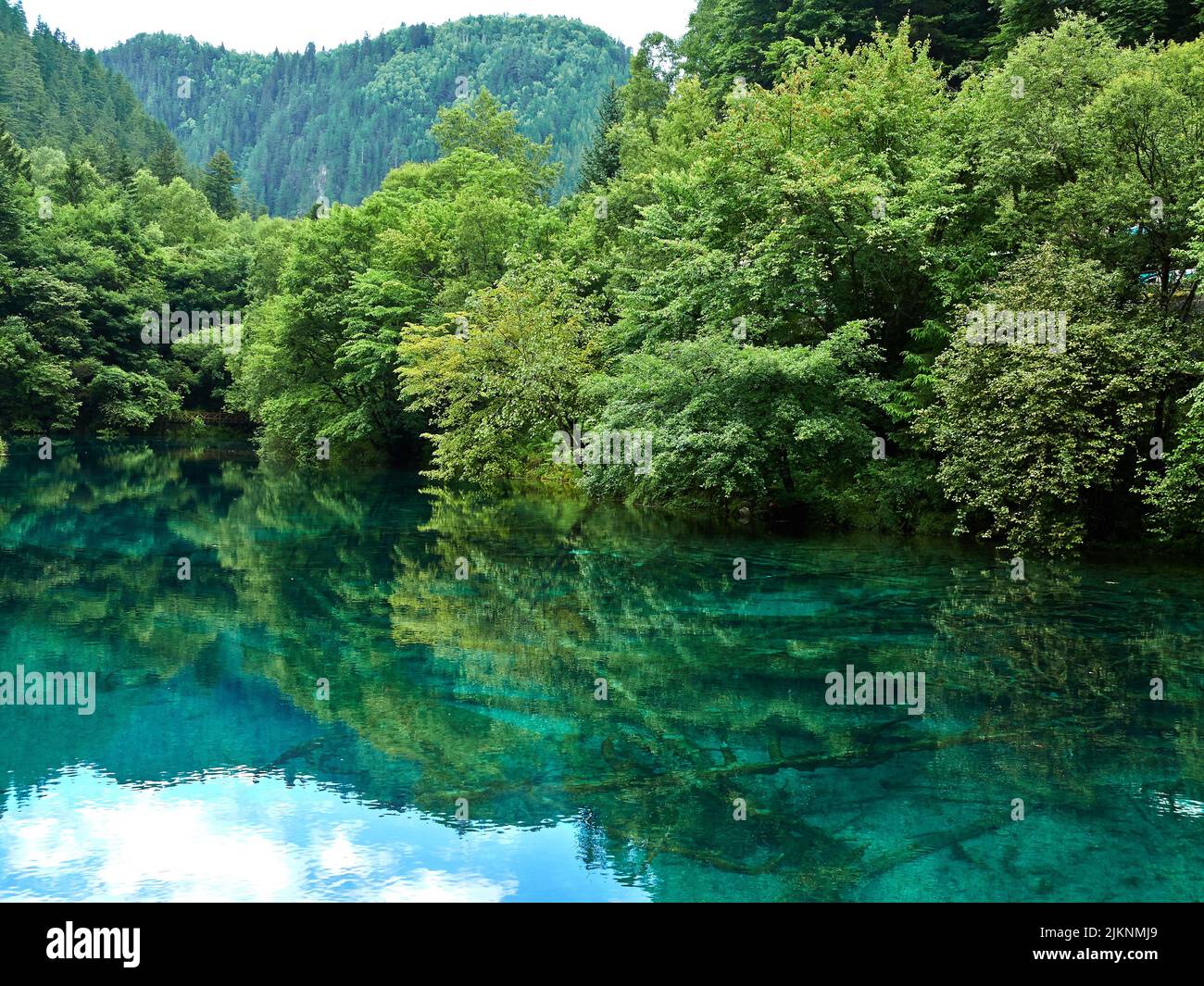 Green reflection of trees hi-res stock photography and images - Alamy