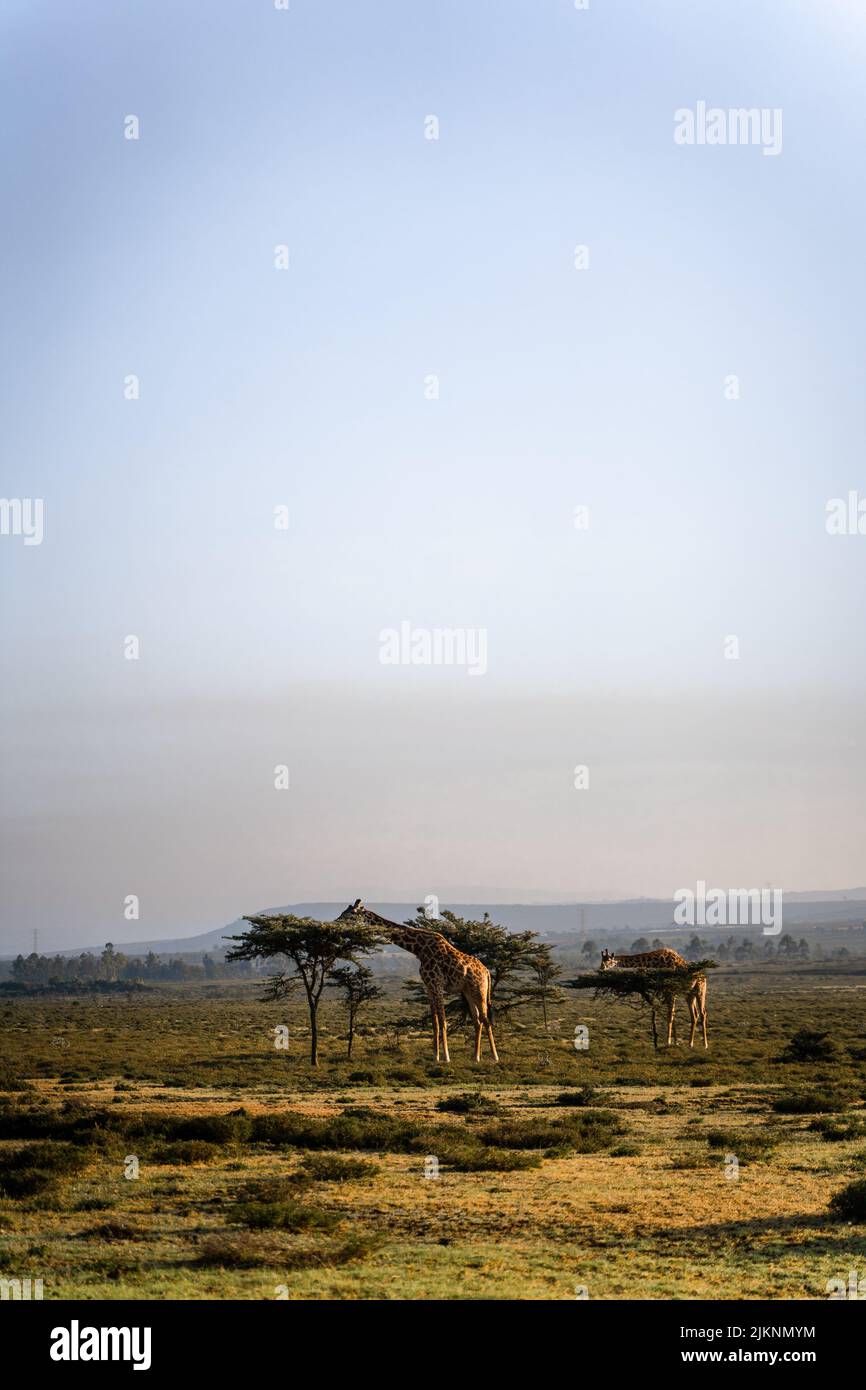 A vertical shot of giraffes in the Mount Longonot, Africa Stock Photo ...