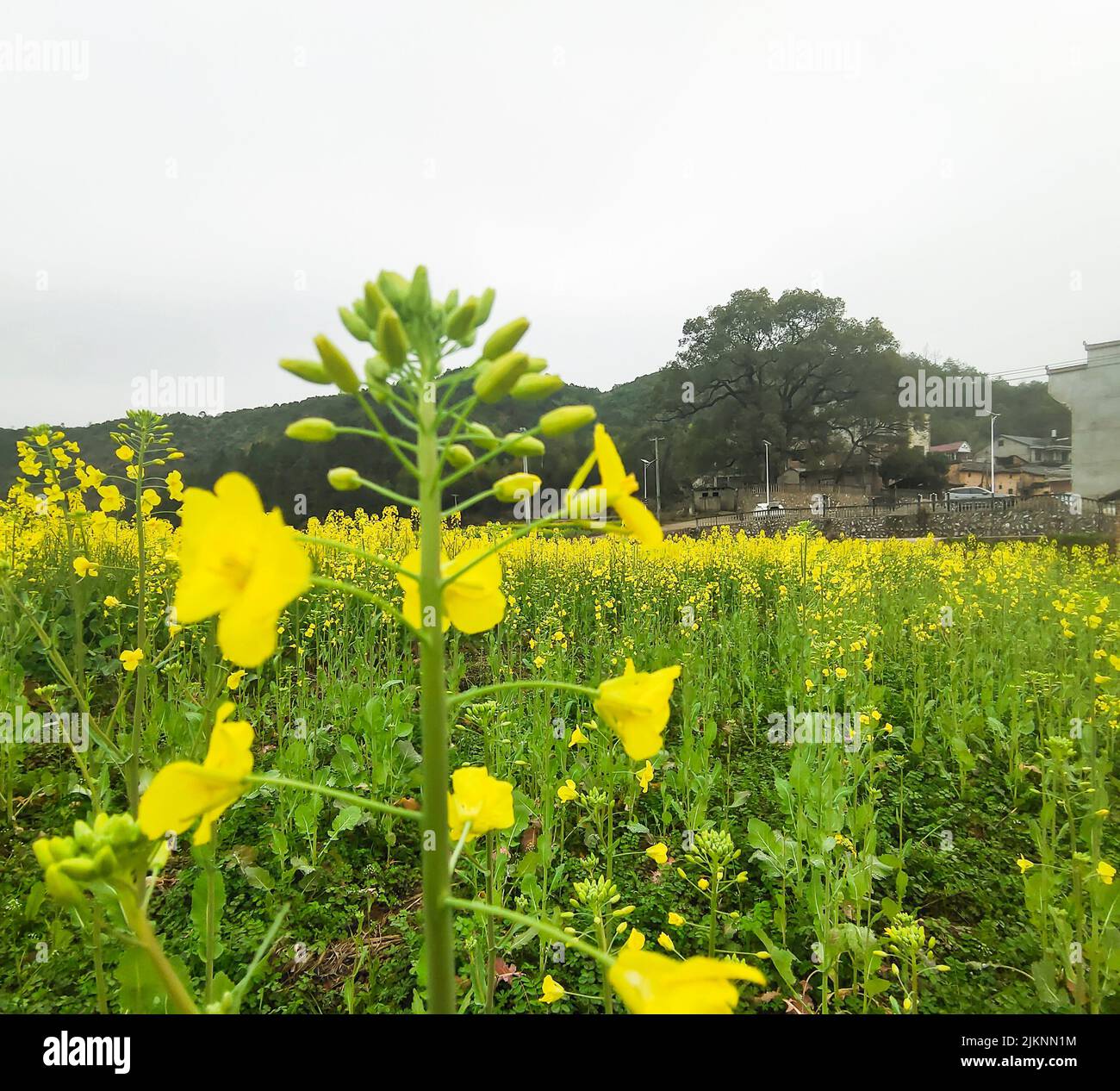 Selective shot rapeseed flowers hi-res stock photography and images - Alamy