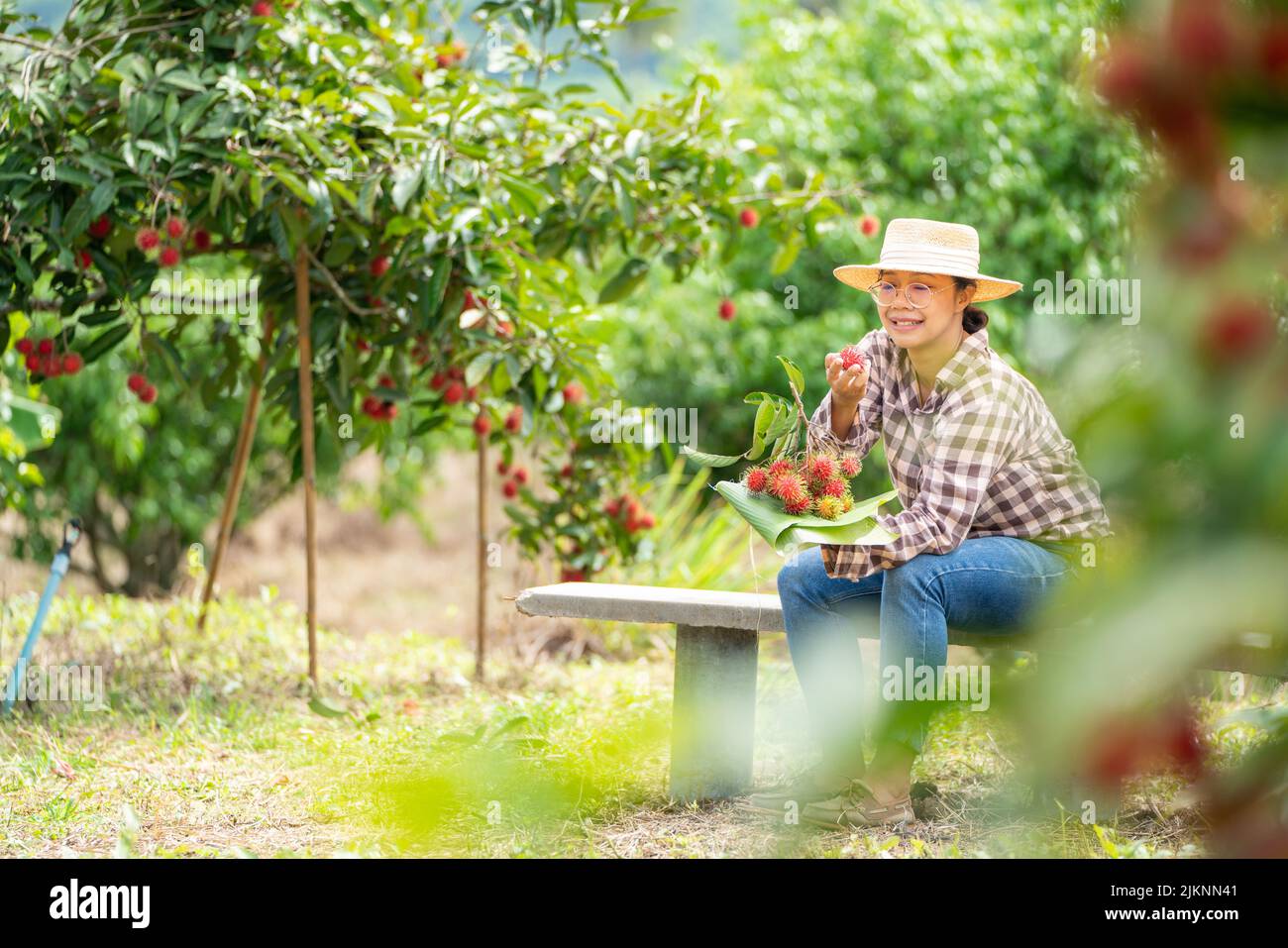 Asia Woman farmer Rambutan Farmer, female farmer holding pile of ...