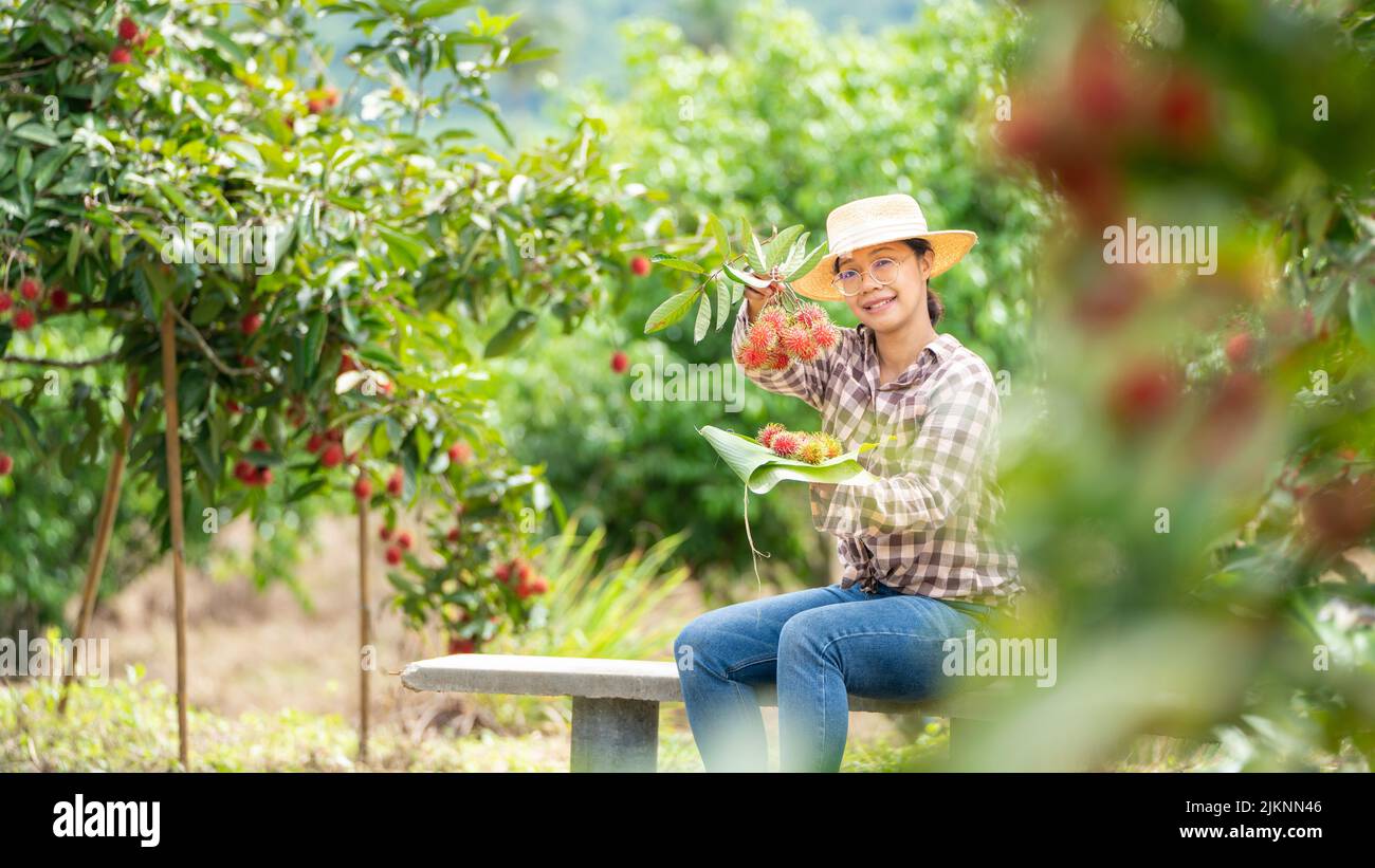 Asia Woman farmer Rambutan Farmer, female farmer holding pile of ...
