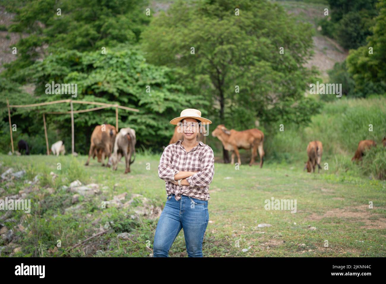 Female Woman worker posing on a cow dairy farm out door ranch a cowshed ...