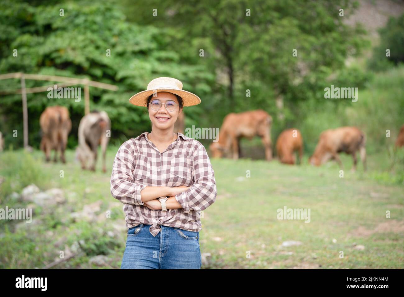 Female Woman worker posing on a cow dairy farm out door ranch a cowshed ...
