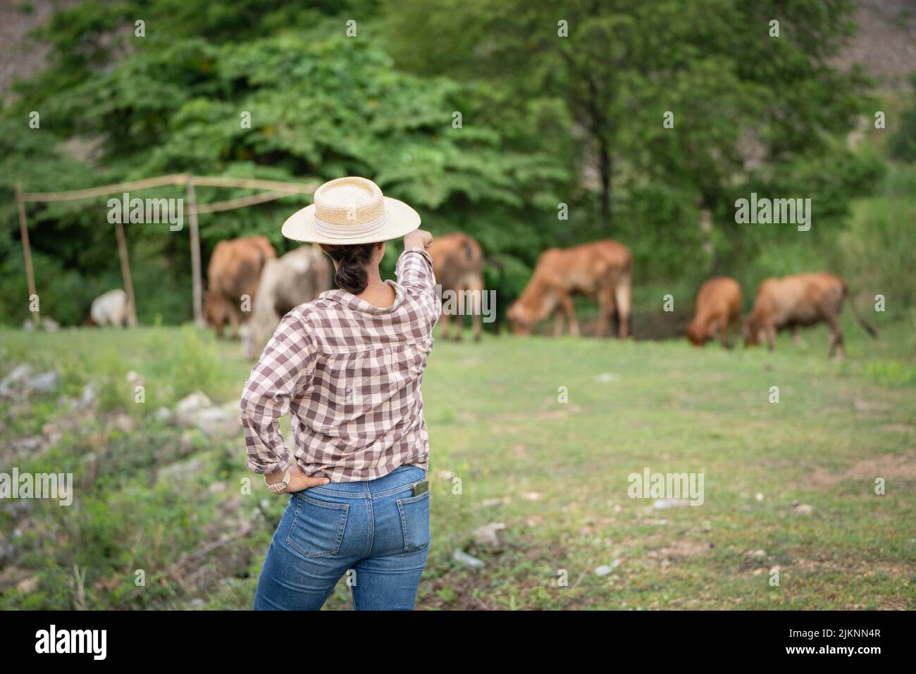 Female Woman worker posing on a cow dairy farm out door ranch a cowshed ...