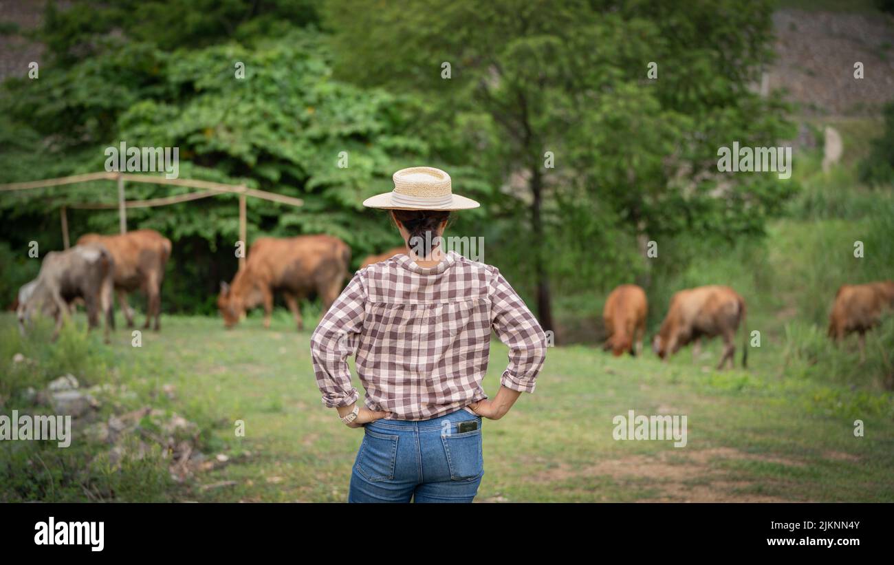 Female Woman Worker Posing On A Cow Dairy Farm Out Door Ranch A Cowshed