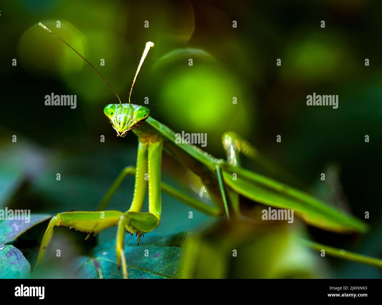Cute praying mantis hi-res stock photography and images - Alamy
