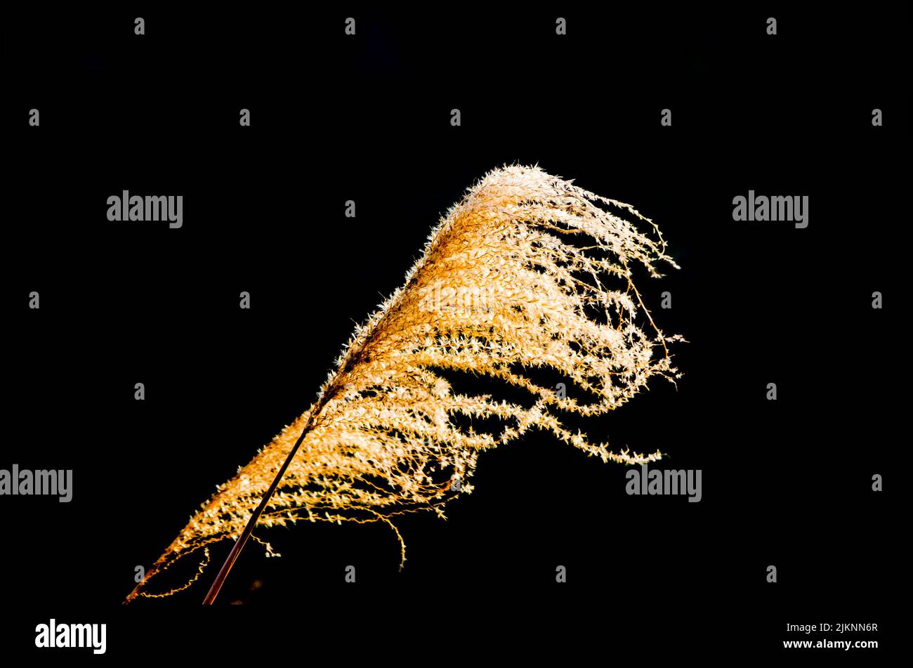 Shiny feather hi-res stock photography and images - Alamy