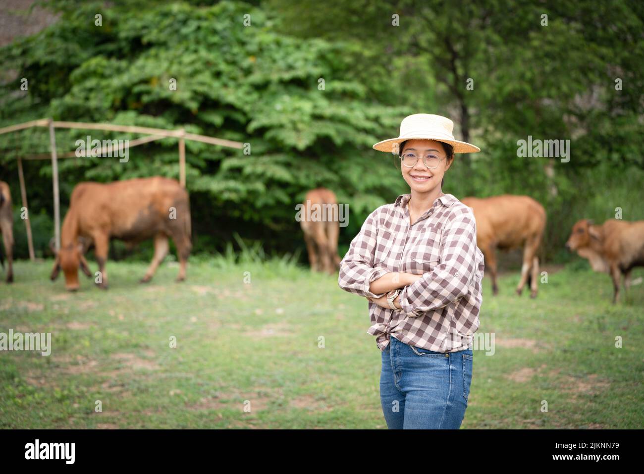 Female Woman worker posing on a cow dairy farm out door ranch a cowshed ...