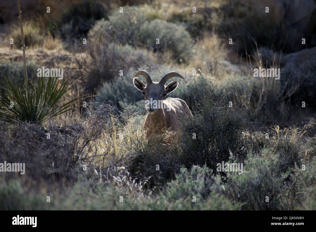 A small Bighorn Sheep in the dried meadow during the daytime Stock ...