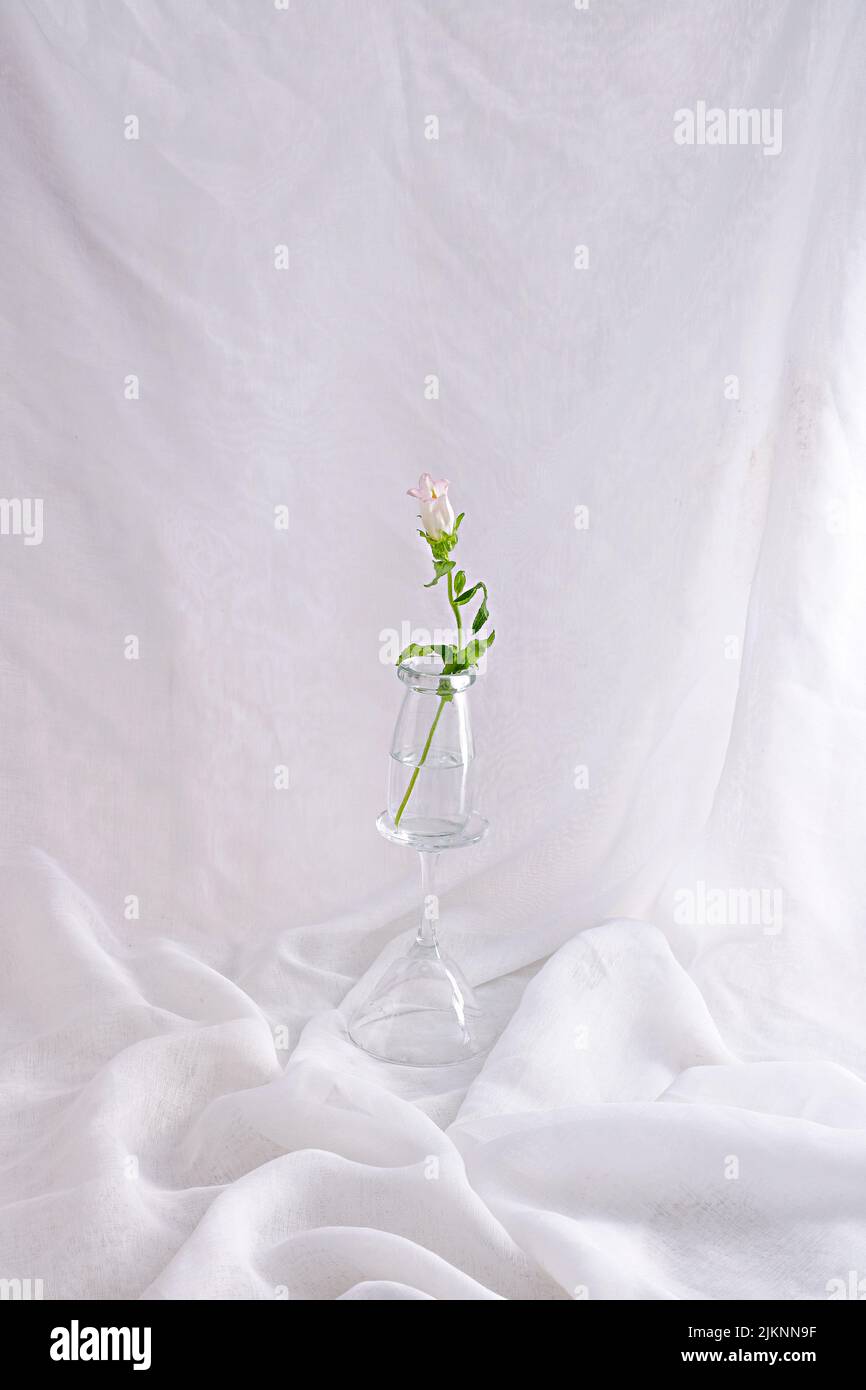 A vertical shot of a bouquet of eustomas in the vase Stock Photo - Alamy