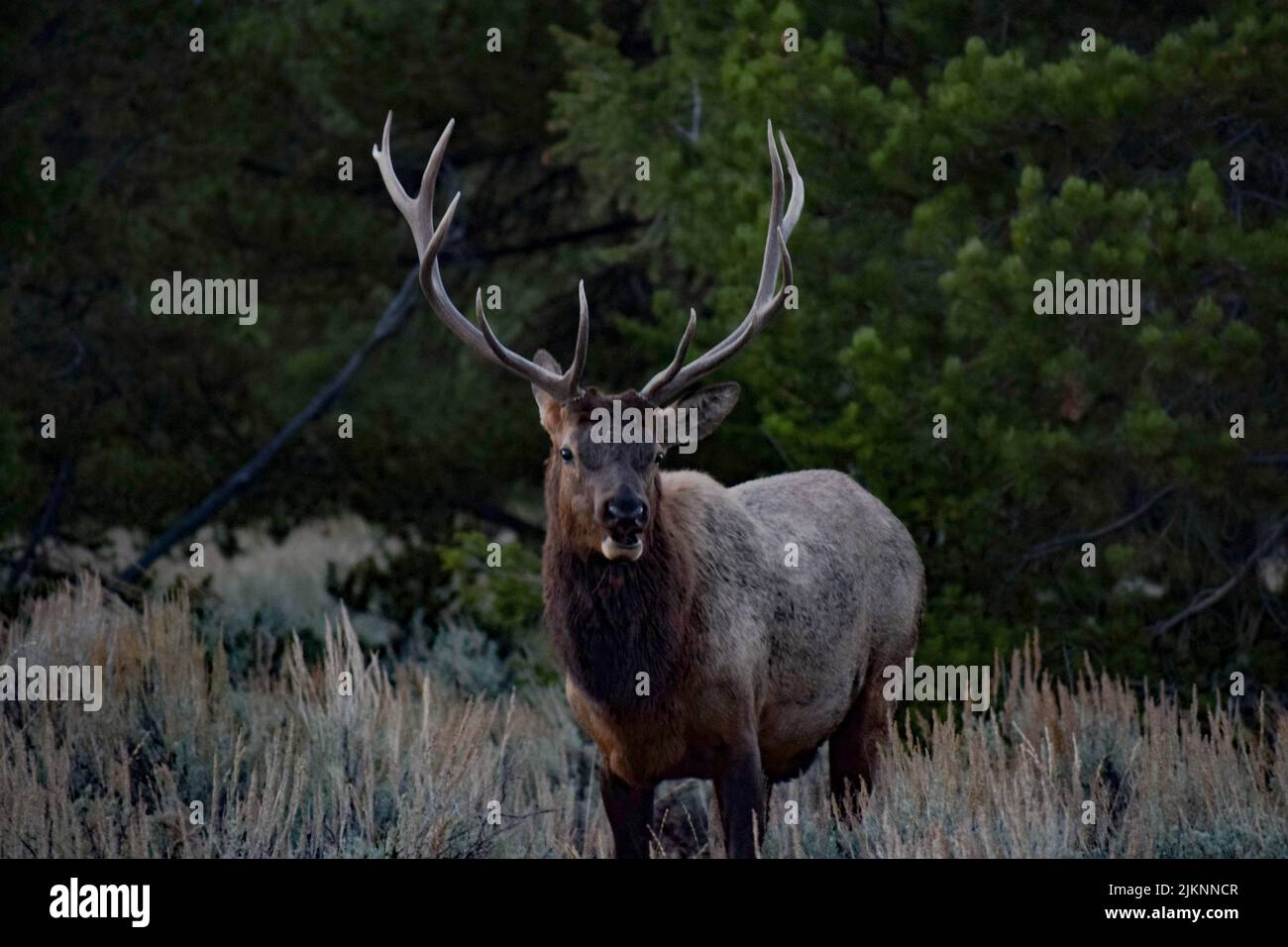 A big elk in the forest in the evening Stock Photo - Alamy