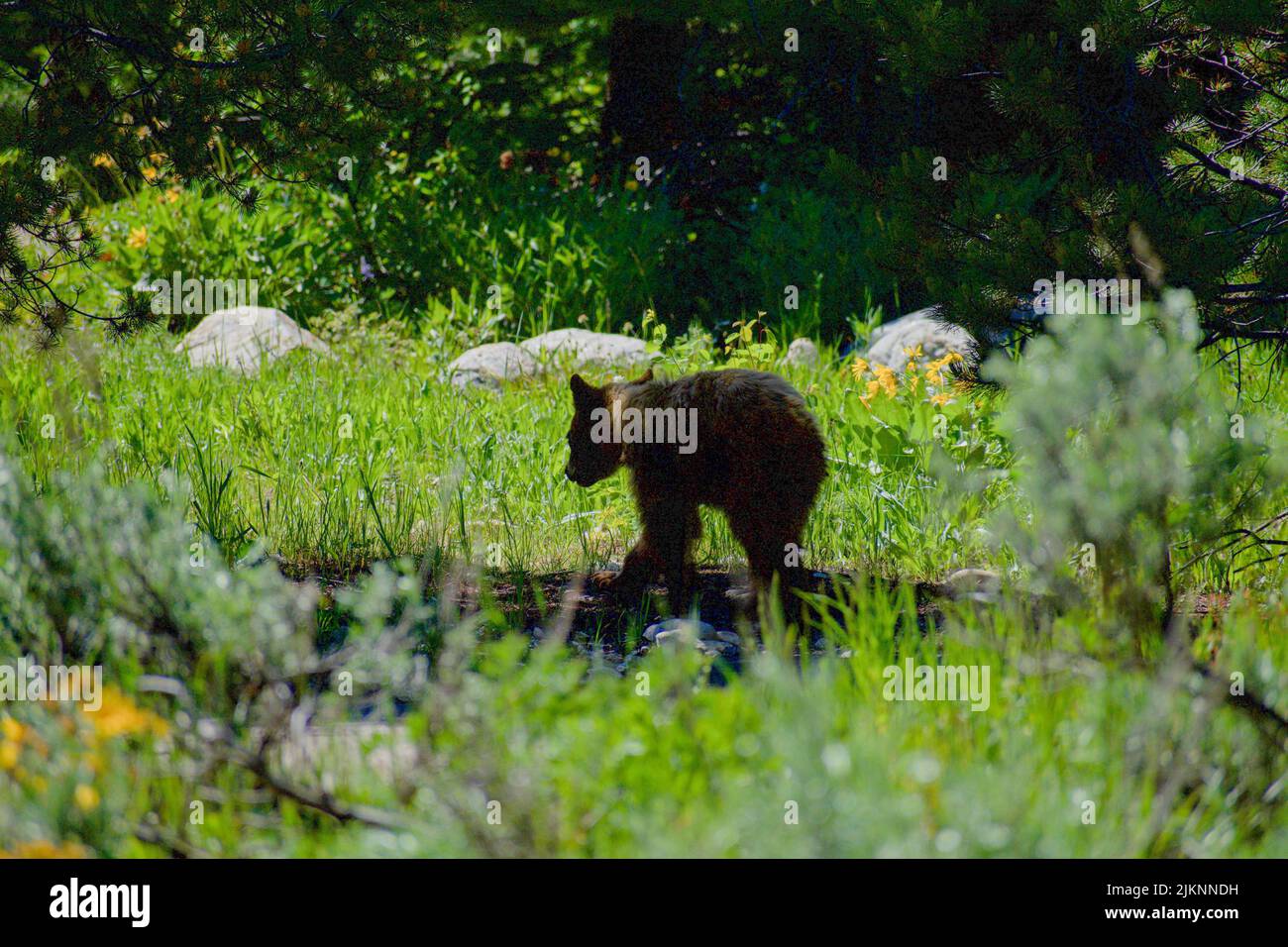 Bear small in landscape hi-res stock photography and images - Alamy