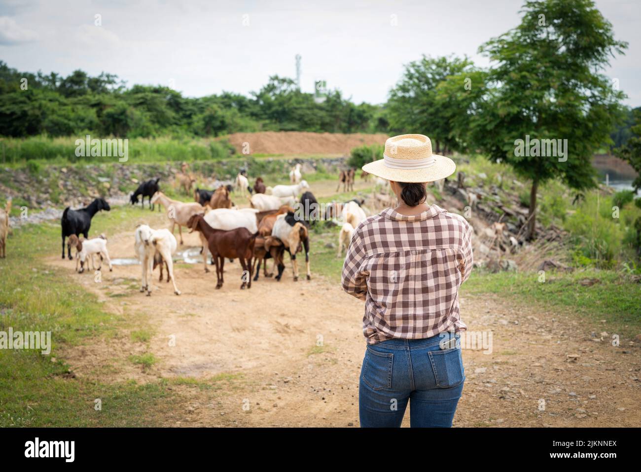 Female Woman worker posing on a Goats dairy farm out door ranch a farm ...
