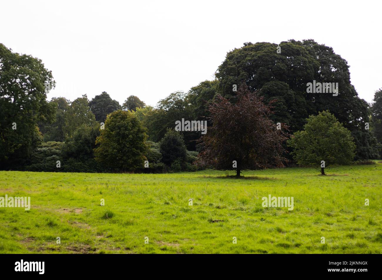 Woods forest field hi-res stock photography and images - Alamy