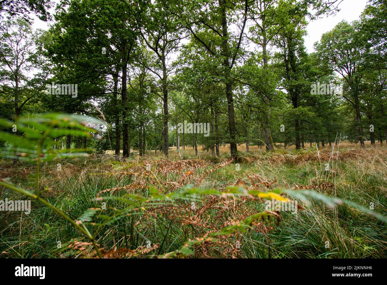 A green forest with trees in Denmark Stock Photo - Alamy