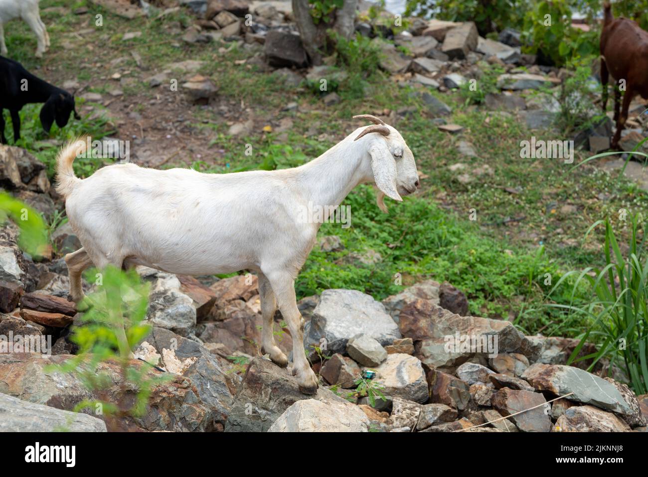 Malabari Goats In Kerala