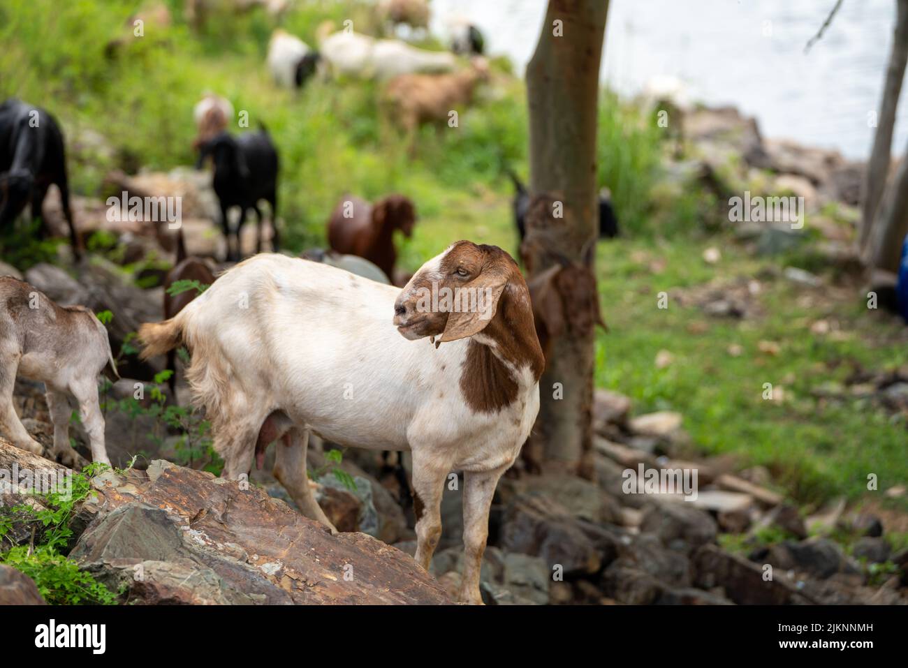 Iran goat farmer hi-res stock photography and images - Alamy