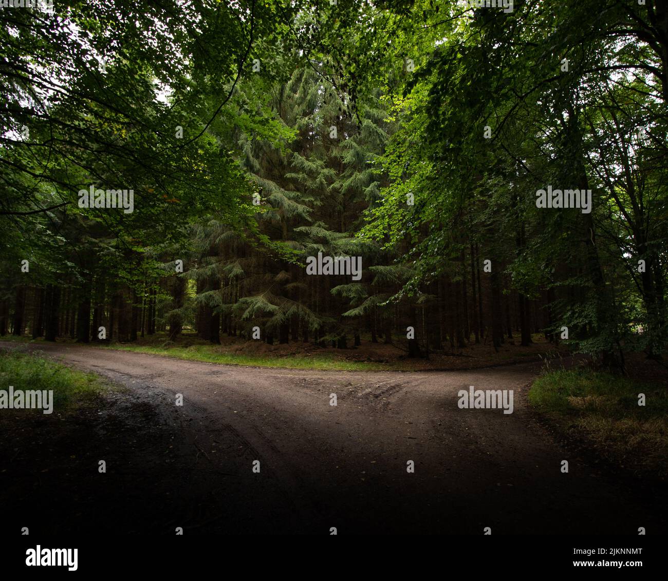 A moody forest with two paths during the daytime Stock Photo - Alamy