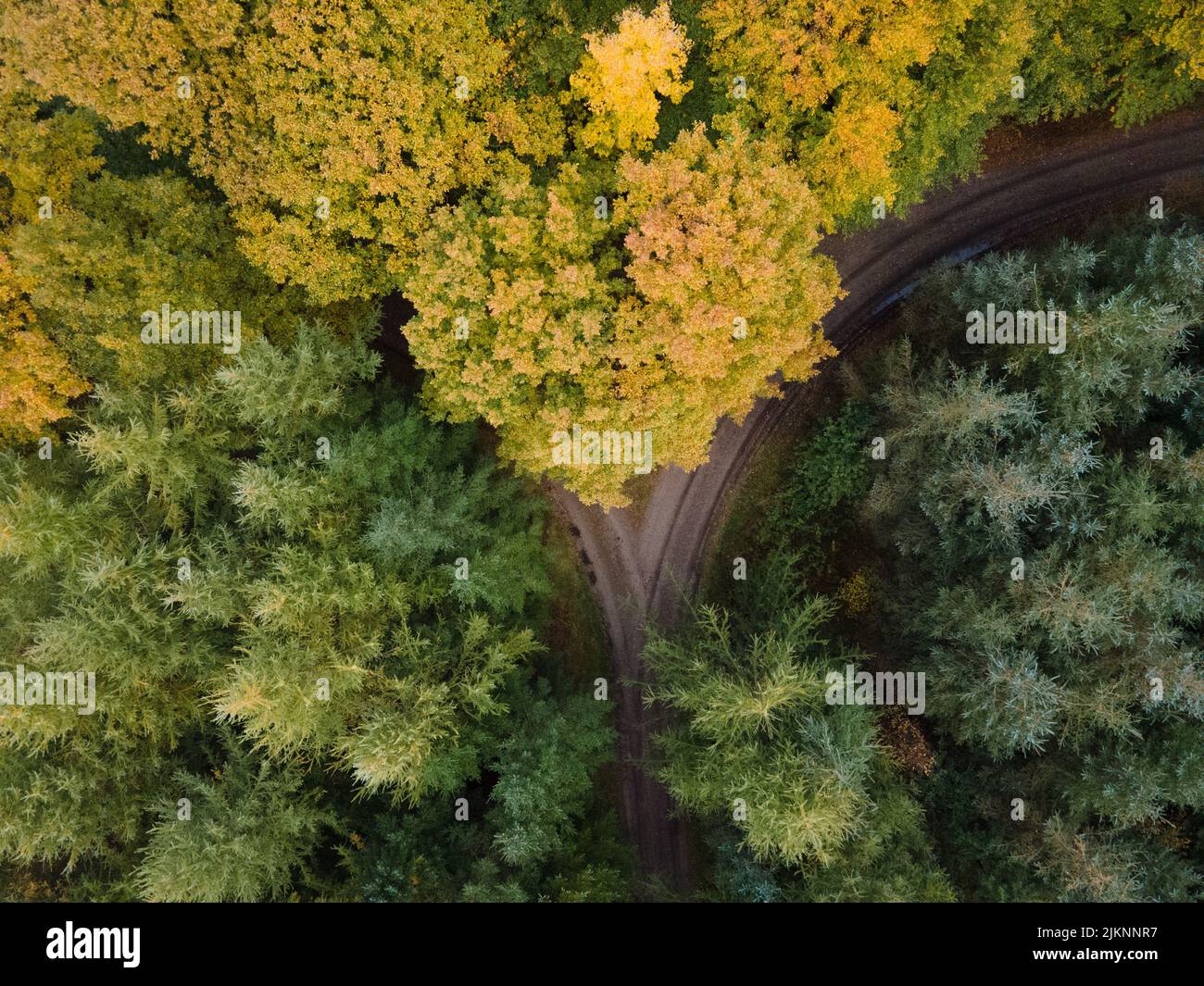 A top view of a crossroad path in the fall forest in Denmark Stock ...