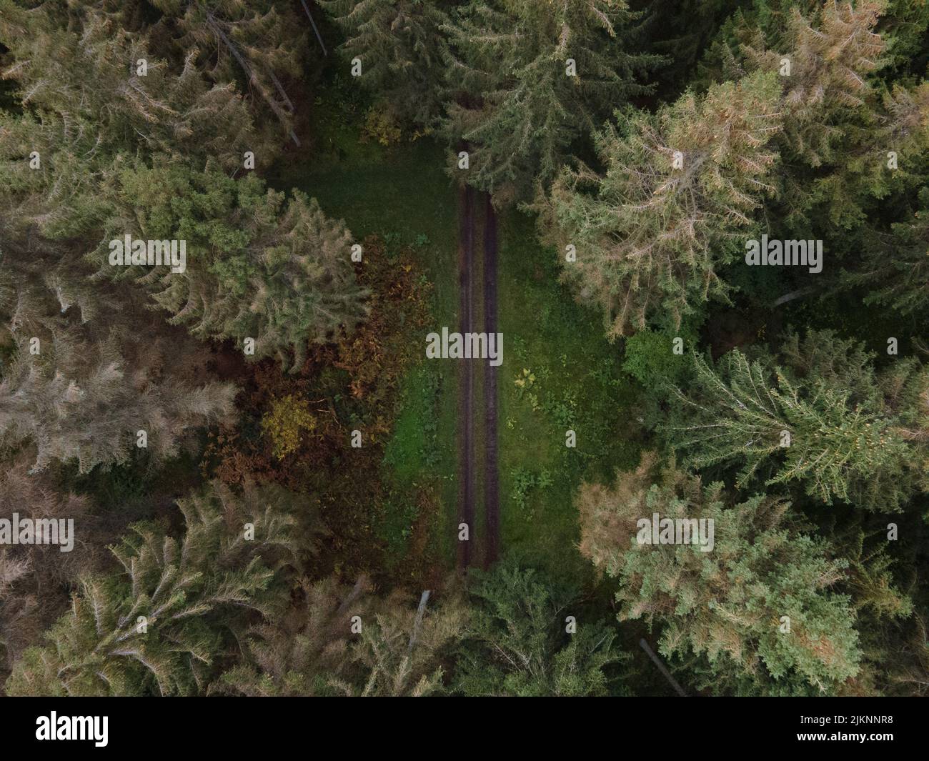 A top view of the path in the forest in Denmark Stock Photo - Alamy