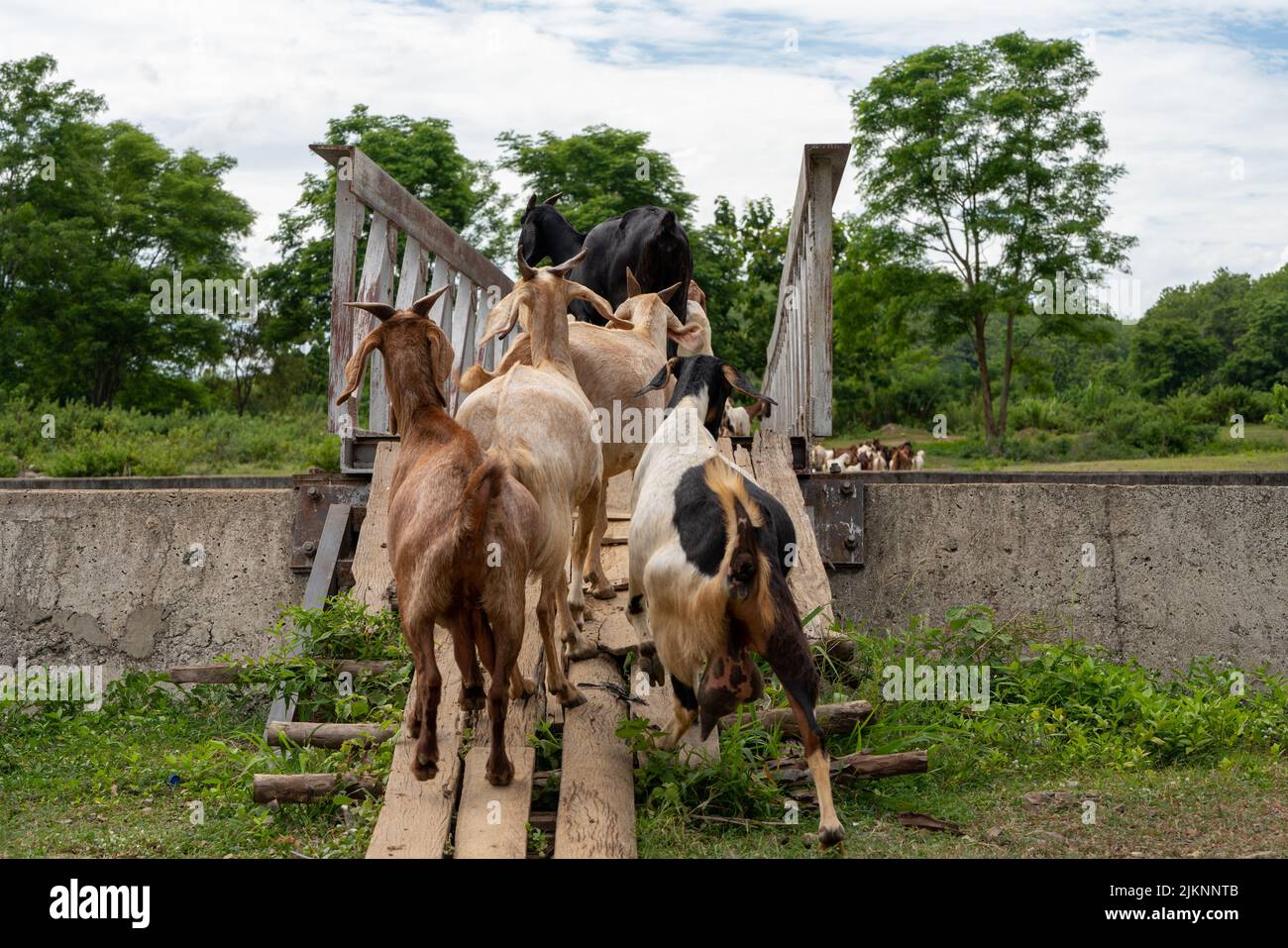 goats in a meadow of a goat farm. White goats, The Goats running pass ...