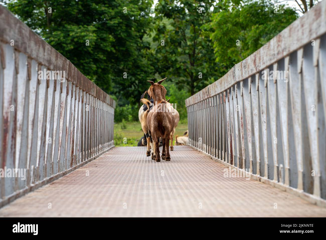 goats in a meadow of a goat farm. White goats, The Goats running pass ...