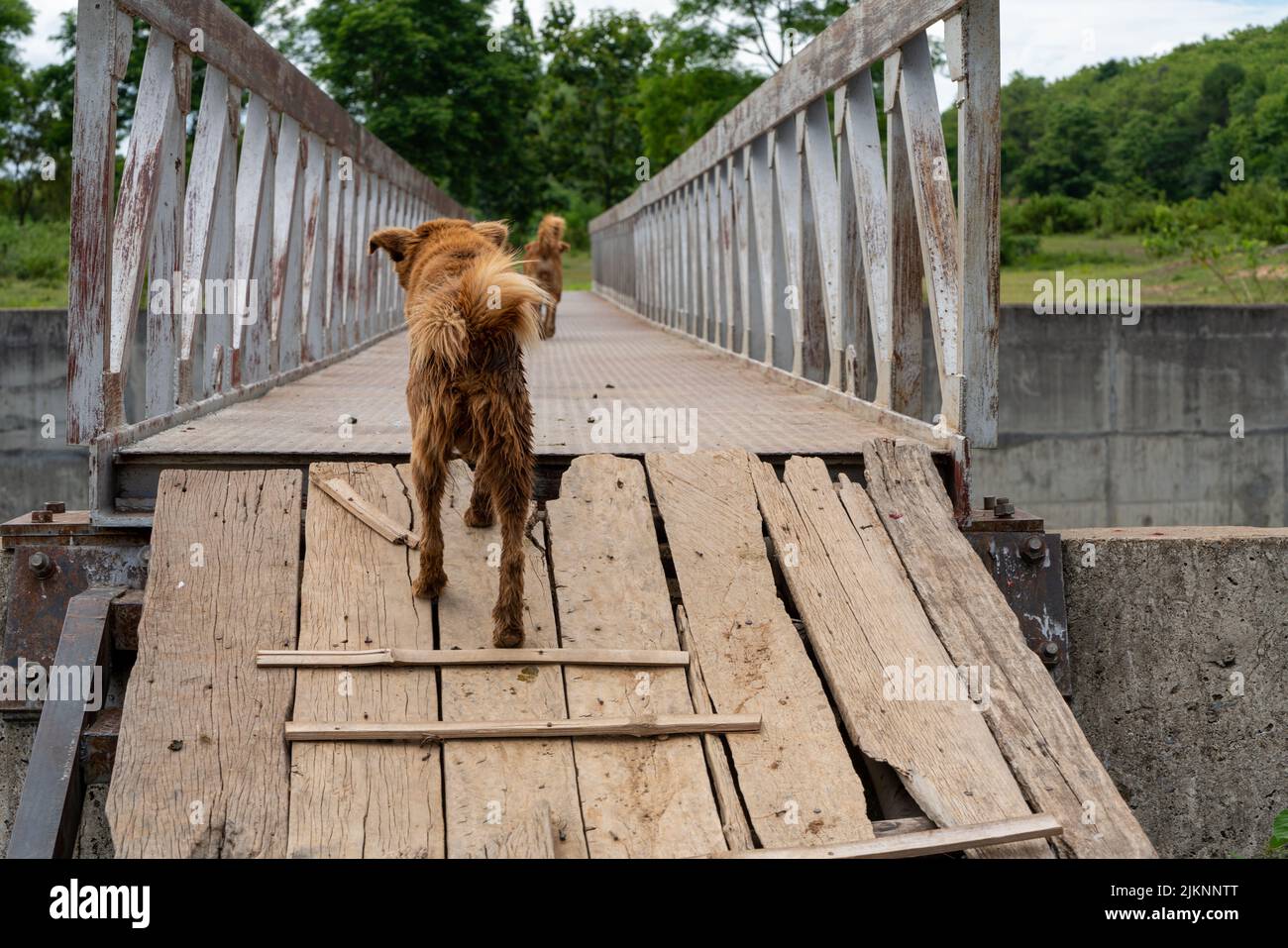 little dogs in ranch farming ,The dog are herding cattle on a ranch ...