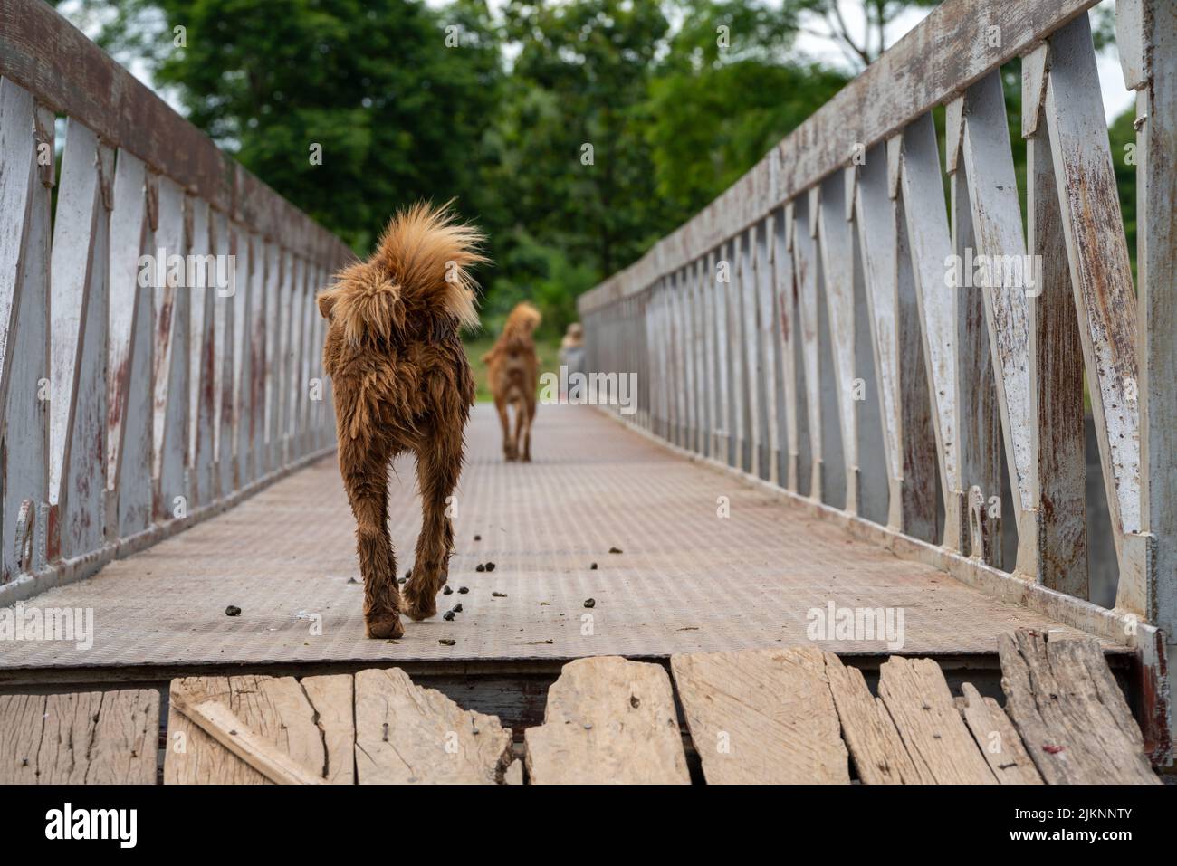 little dogs in ranch farming ,The dog are herding cattle on a ranch ...