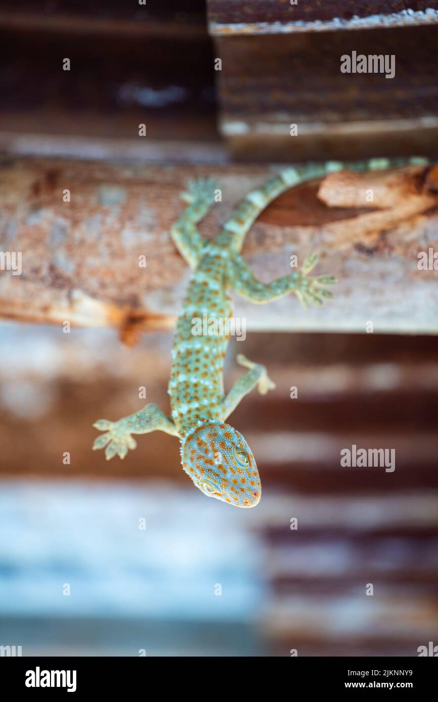 Geckos of thailand hi-res stock photography and images - Alamy