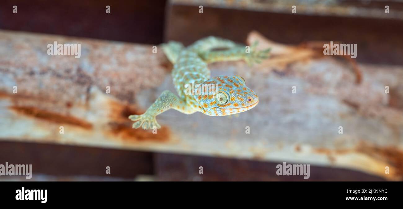 Tokay gecko upside down on the roof at alone farm Stock Photo - Alamy