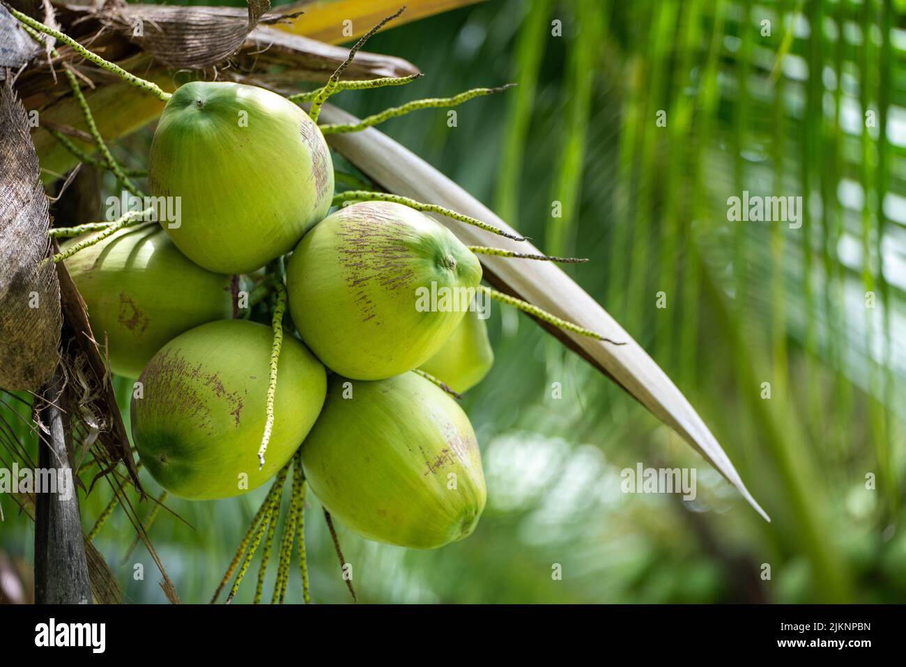 Coconut Tree at Coconut Farm Stock Photo - Alamy