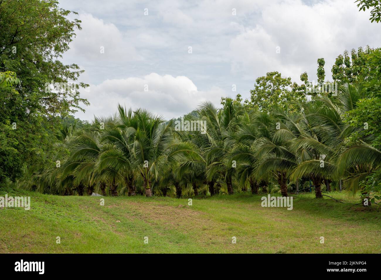 Coconut Tree at Coconut Farm Stock Photo - Alamy