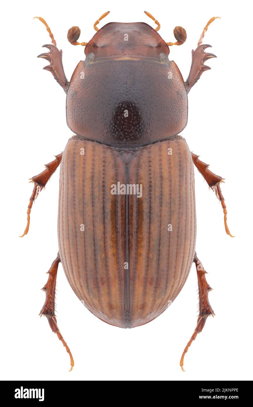 Dung beetle species Aphodius or Bodiloides ictericus Stock Photo - Alamy