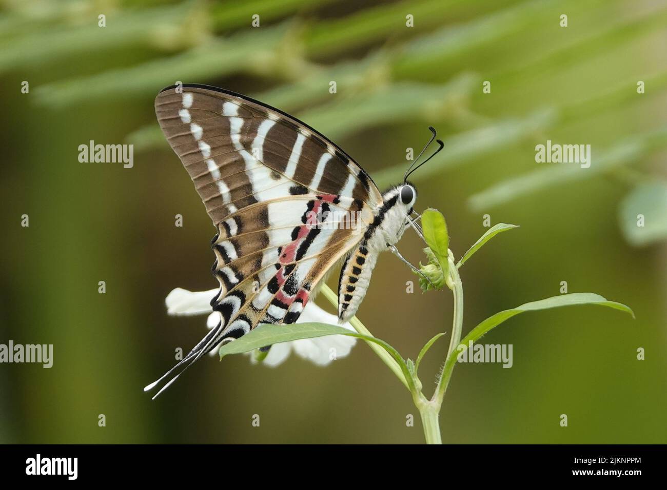 A graphium nomius or spot swordtail on a plant Stock Photo - Alamy
