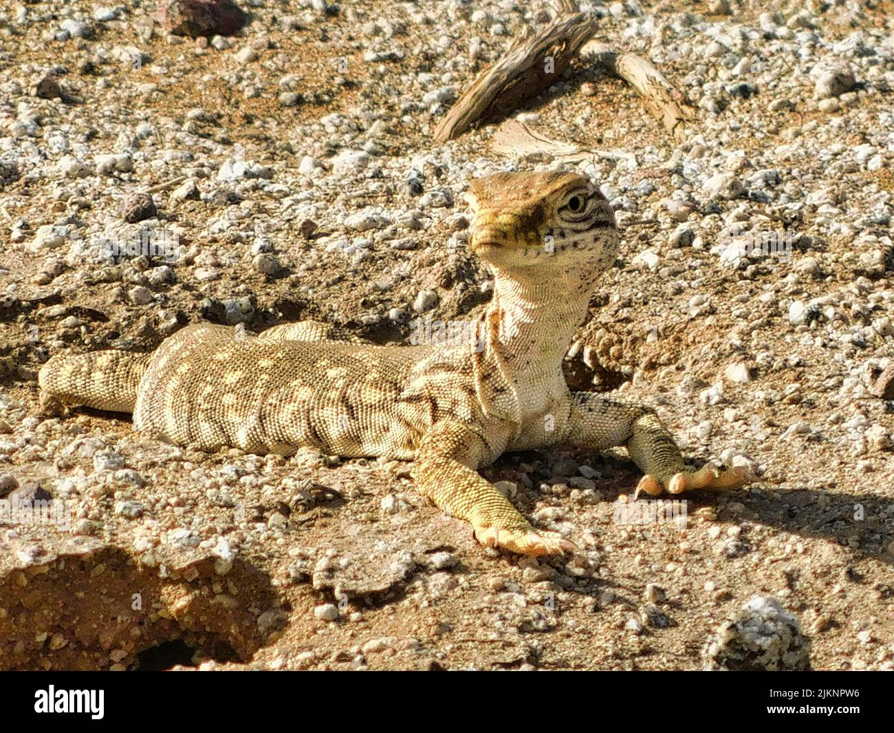 A closeup of a lizard crawling on rocks in a desert in Saudi Arabia ...