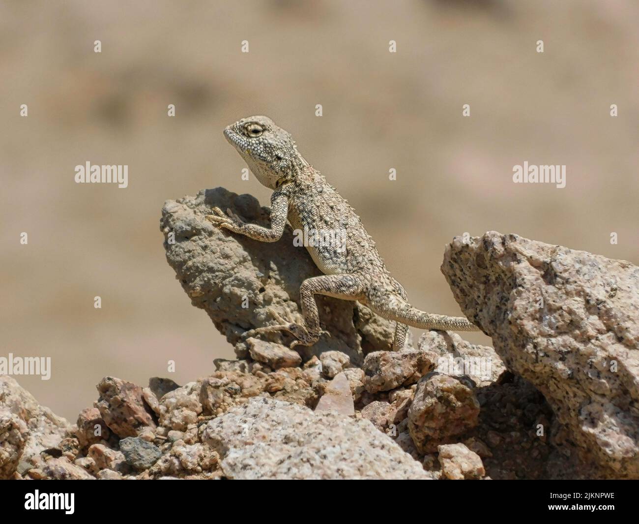 A closeup of a lizard crawling on rocks in a desert in Saudi Arabia ...