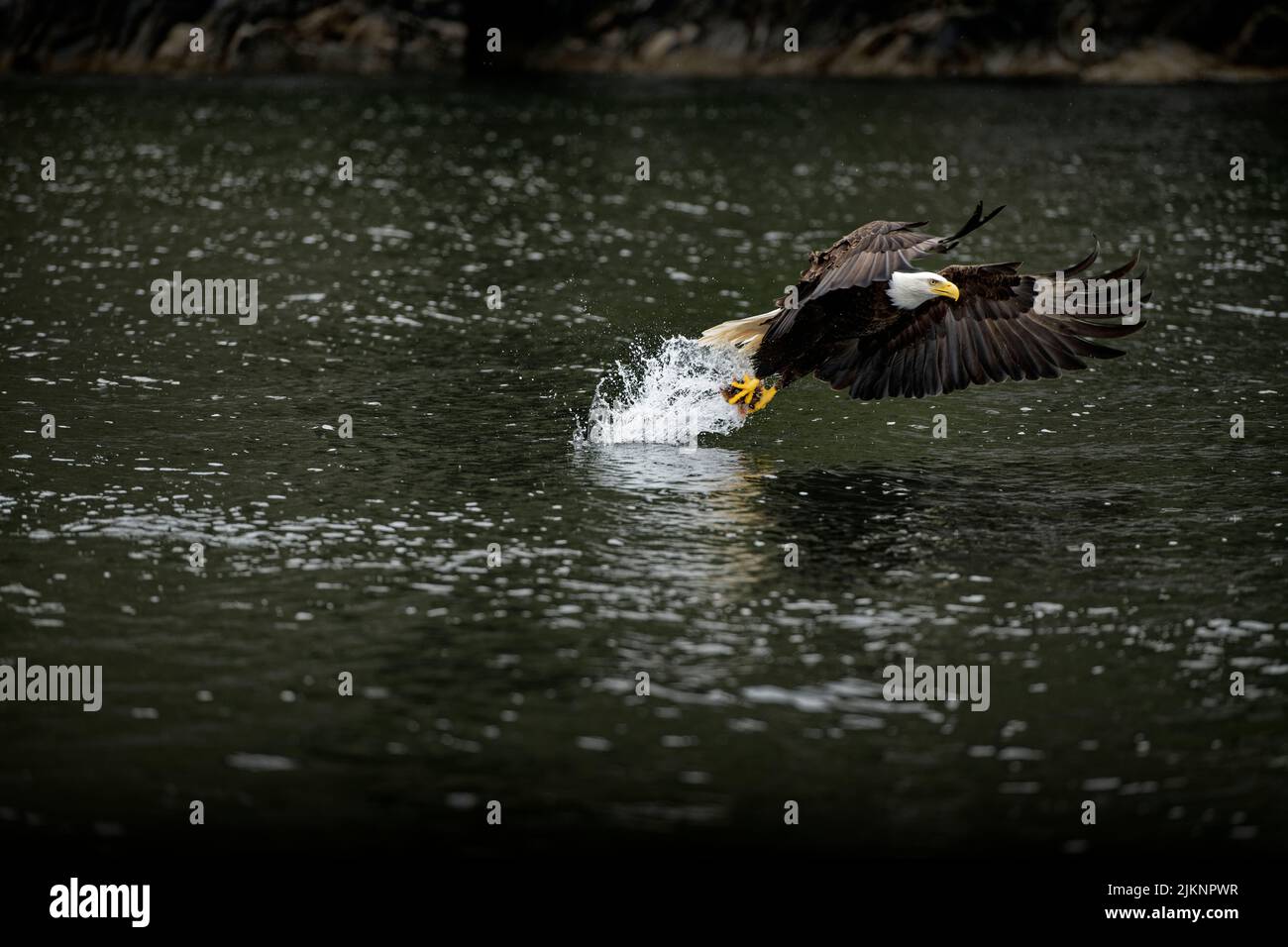 A closeup of a Bald Eagle in mid-flight catching its victim, flying ...