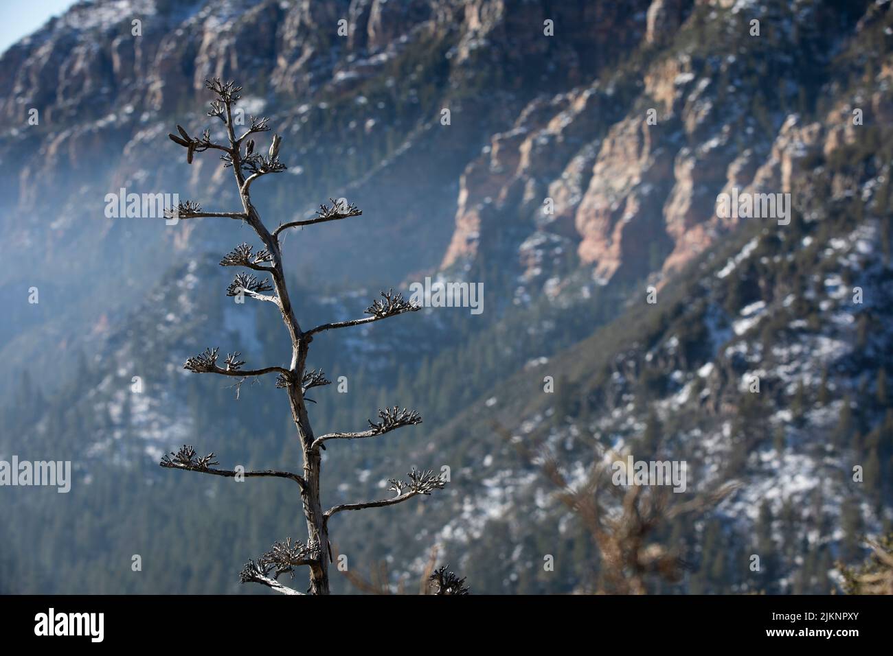 Winter morning view of Oak Creek Canyon in Flagstaff, Arizona, USA ...