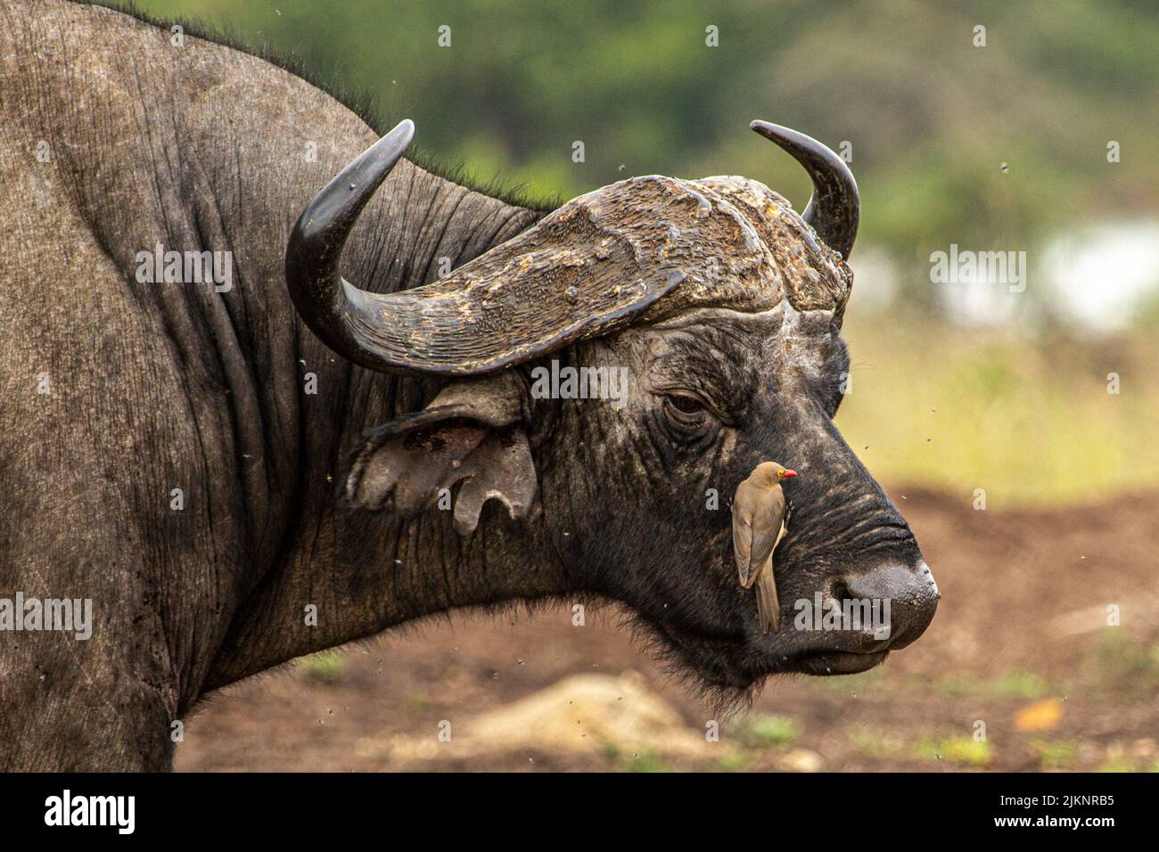 The buffalo has a relationship with the birds that pick ticks and other ...