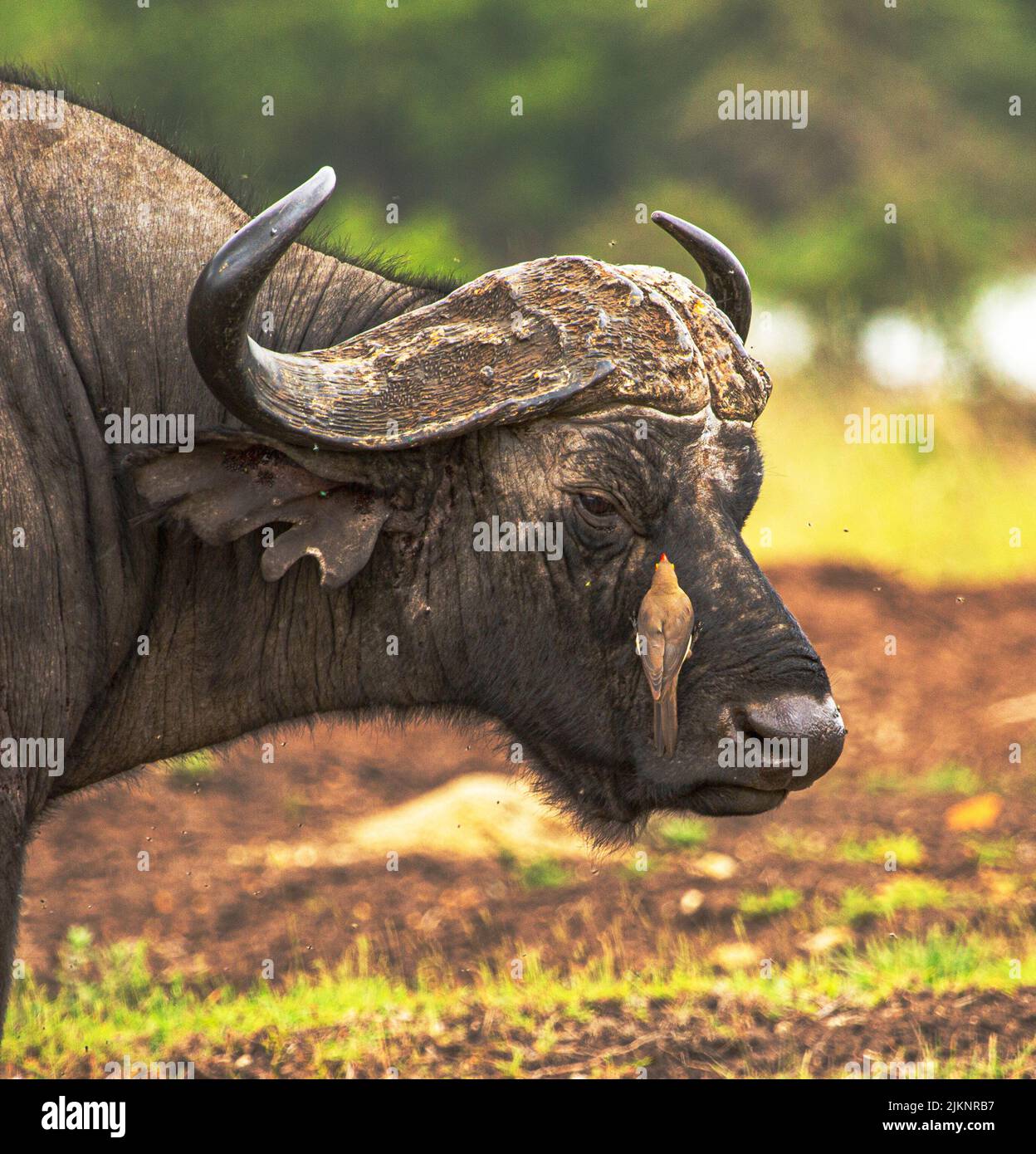 The buffalo has a relationship with the birds that pick ticks and other ...