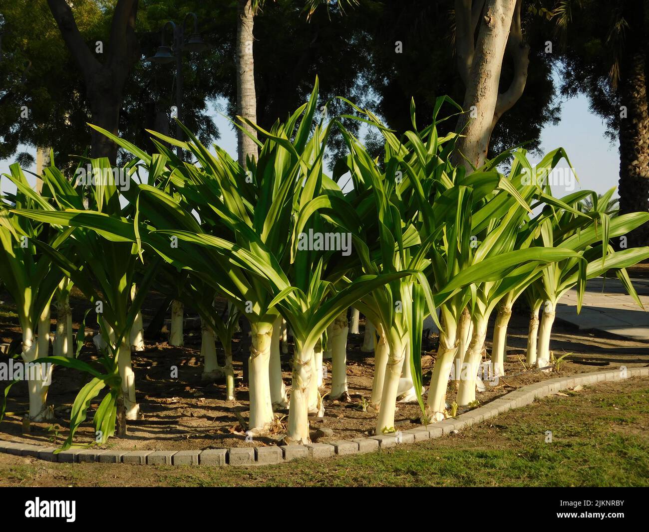 Poison bulb hi-res stock photography and images - Alamy