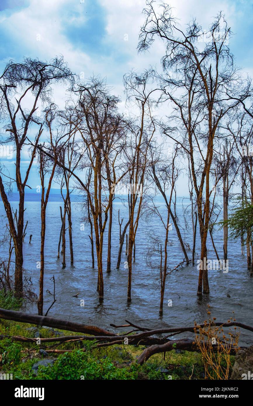 Vertical shot of trees in the lake due to climate change causing water ...