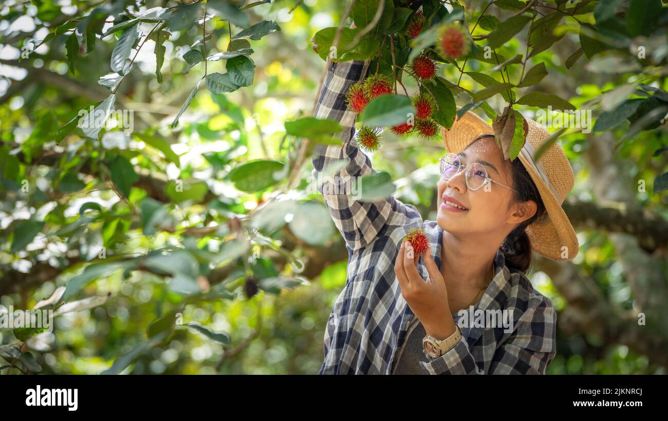 Harvest Rambutan by Smart woman Farmer in Rambutan fruit organic farm ...