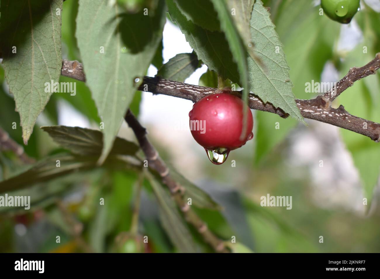 Strawberry guava hi-res stock photography and images - Alamy